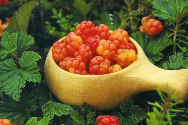 Karelia Travel Guide - Tips & Attraction in Karelia Russia