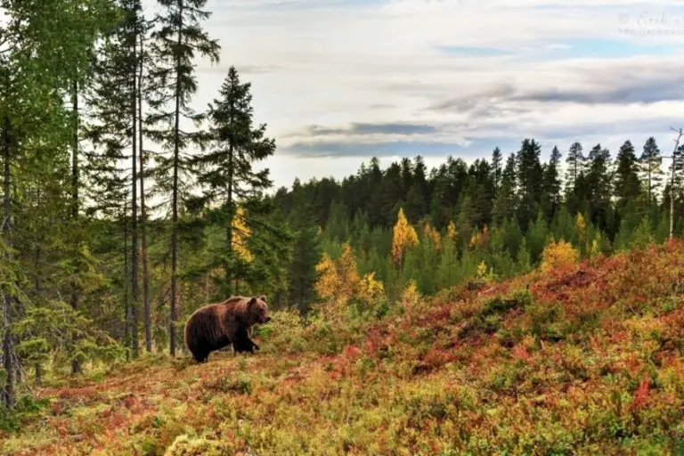 Karelia Travel Guide - Tips & Attraction in Karelia Russia