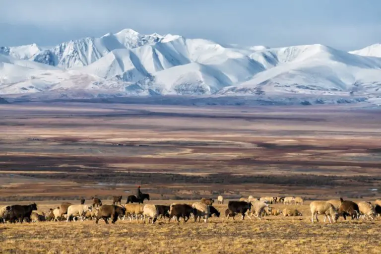Altai Travel Guide - Visit Russia's Altai Region with Confidence
